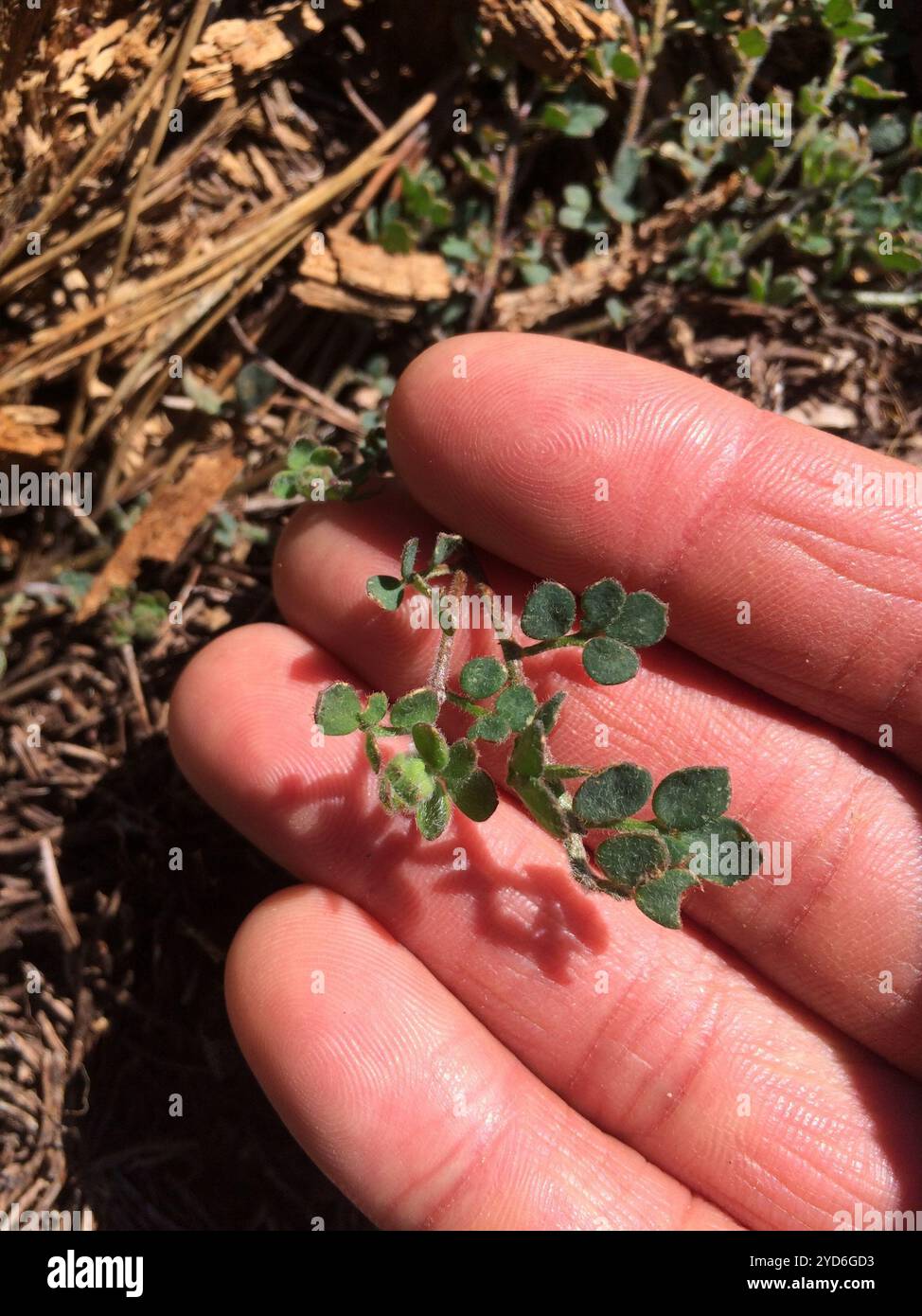 Spanish clover (Acmispon americanus Stock Photo - Alamy