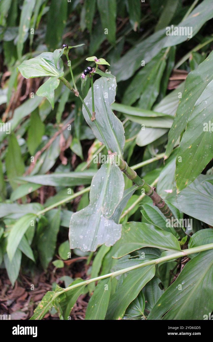 Cohitre Blanco (Tradescantia zanonia Stock Photo - Alamy
