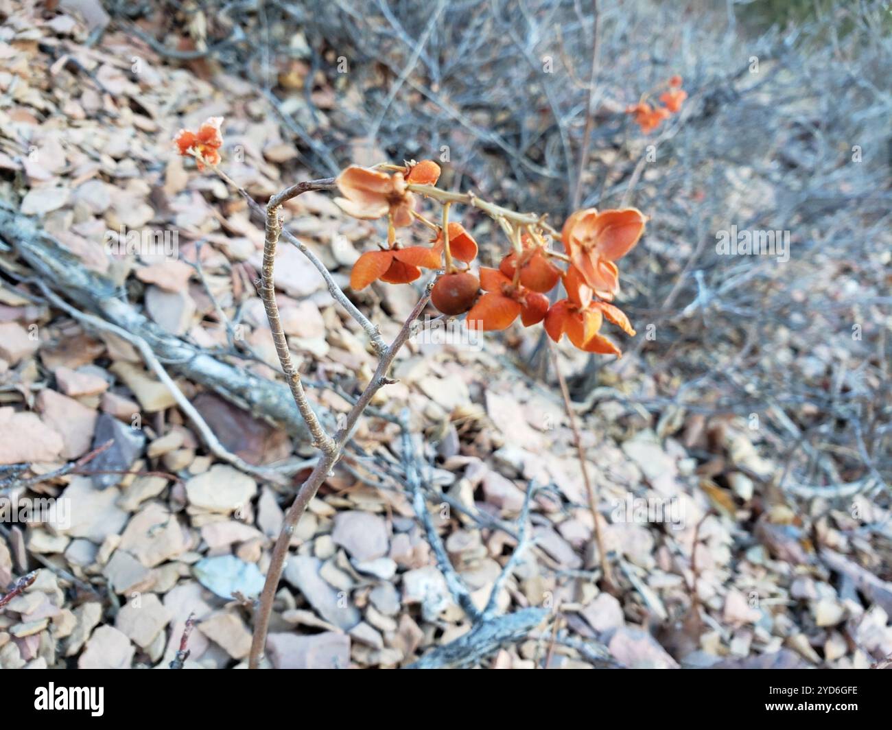 American bittersweet (Celastrus scandens Stock Photo - Alamy