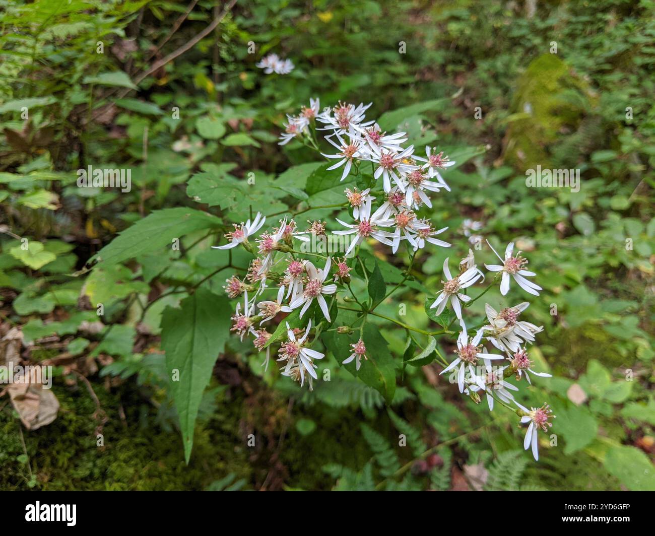 White Wood Aster (Eurybia divaricata Stock Photo - Alamy