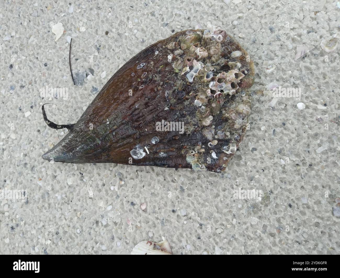 Stiff Pen Shell (Atrina rigida Stock Photo - Alamy