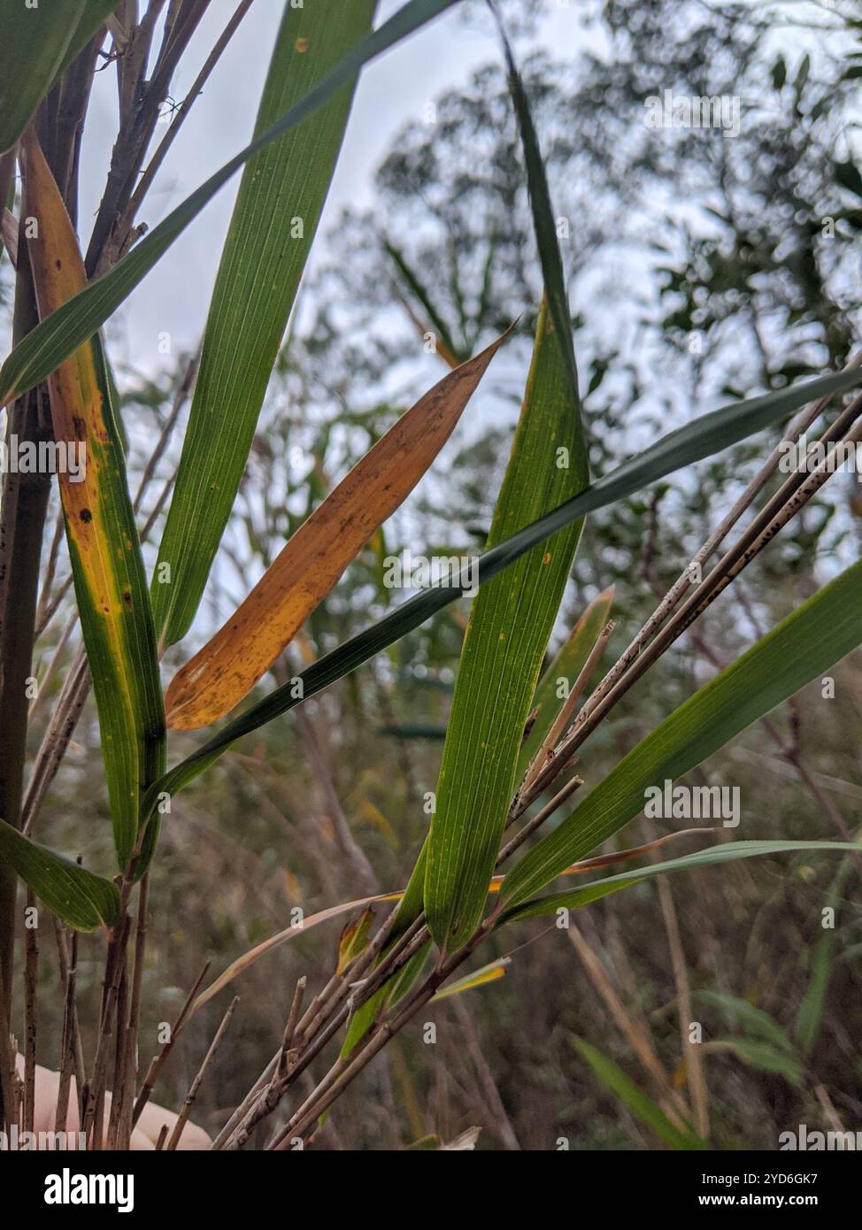 switch cane (Arundinaria tecta Stock Photo - Alamy