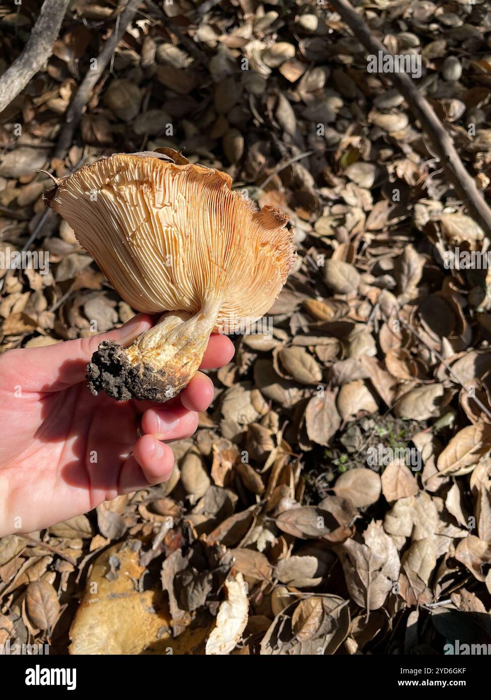 golden milkcap (Lactarius alnicola Stock Photo - Alamy
