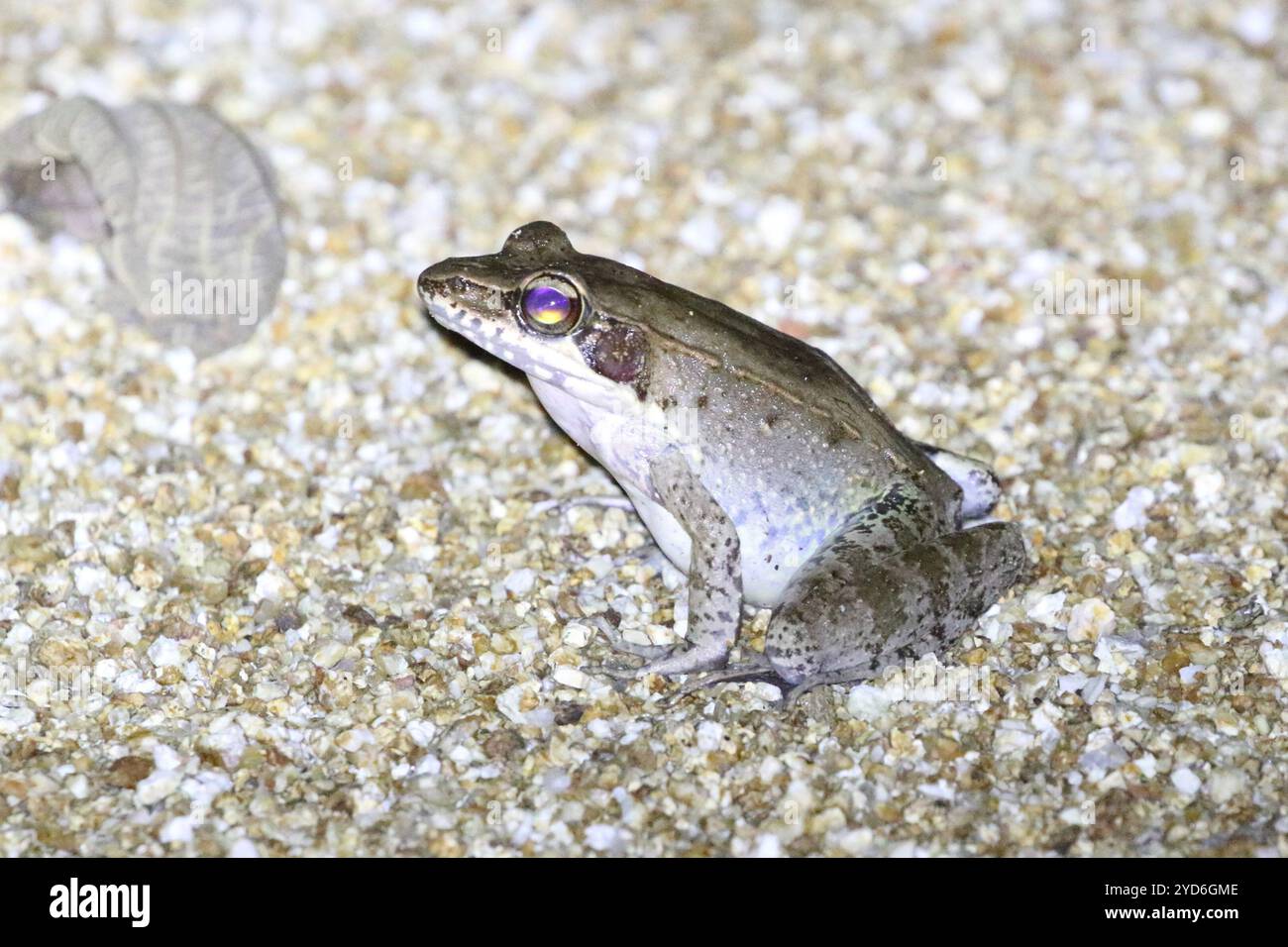 Australian Wood Frog (Papurana daemeli Stock Photo - Alamy