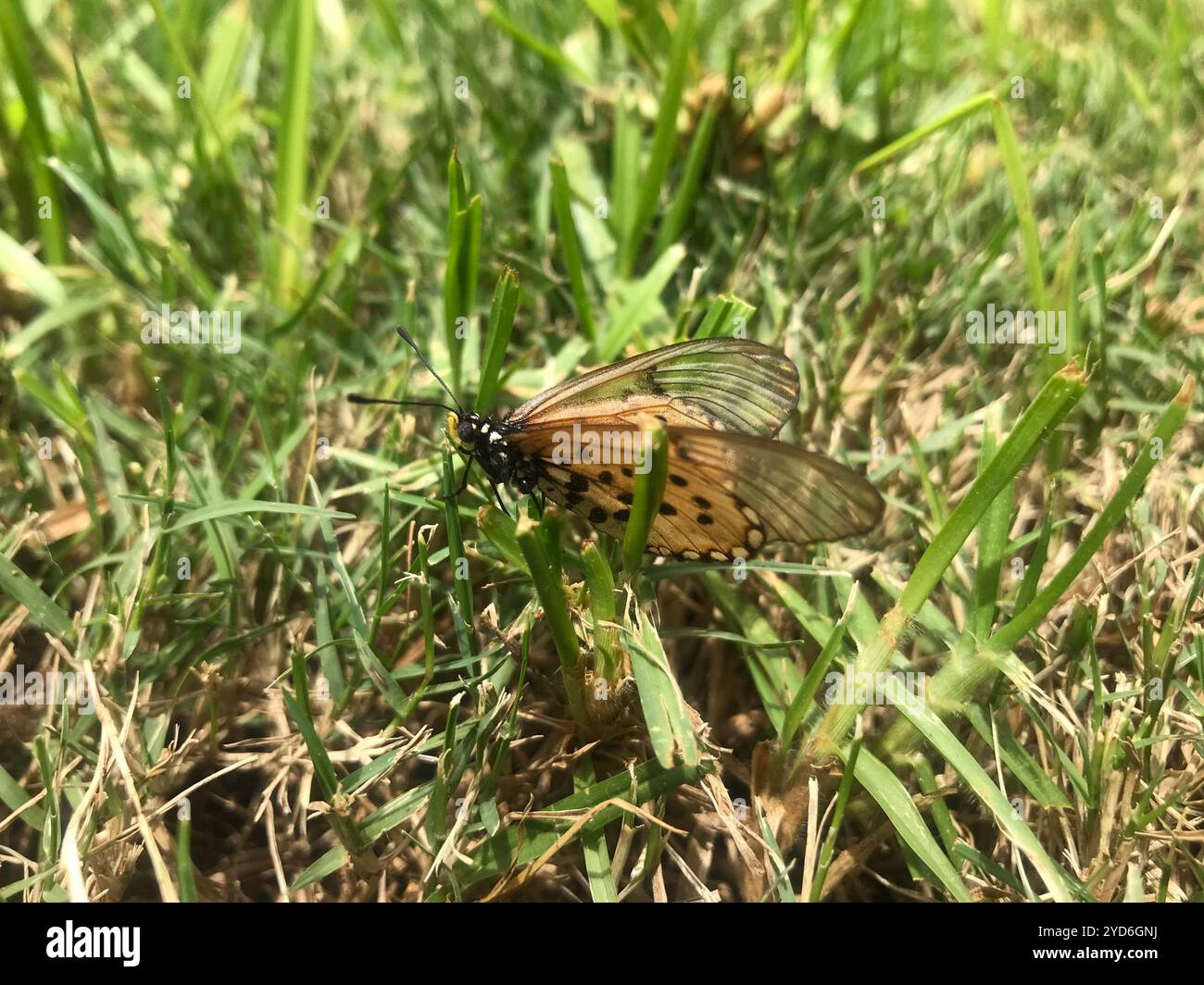 Acraea horta hi-res stock photography and images - Alamy