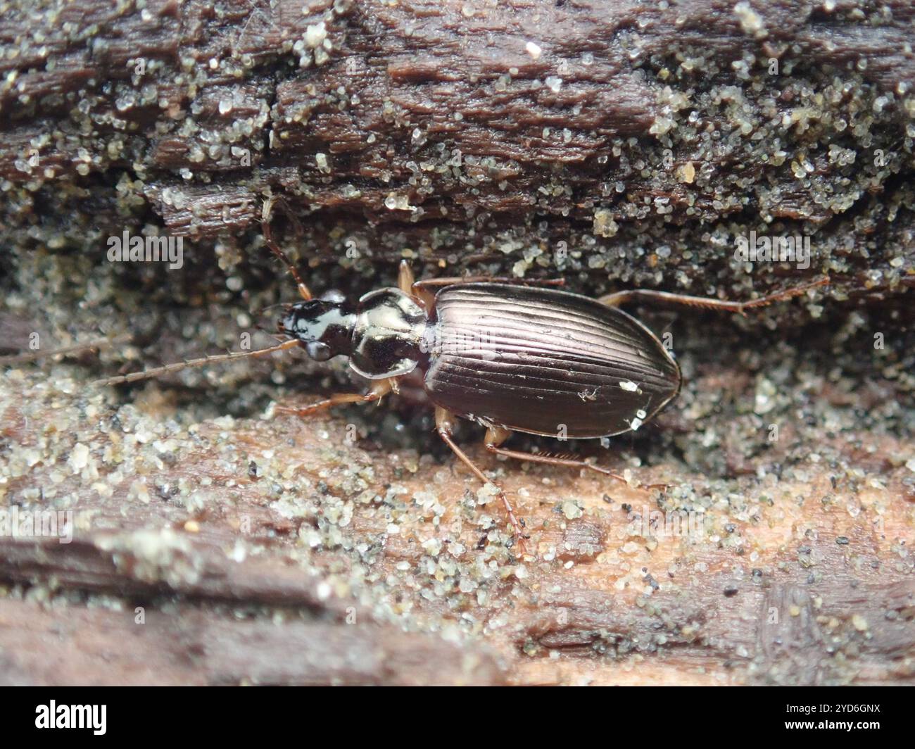 Submetallic Ground Beetle (Notagonum submetallicum Stock Photo - Alamy