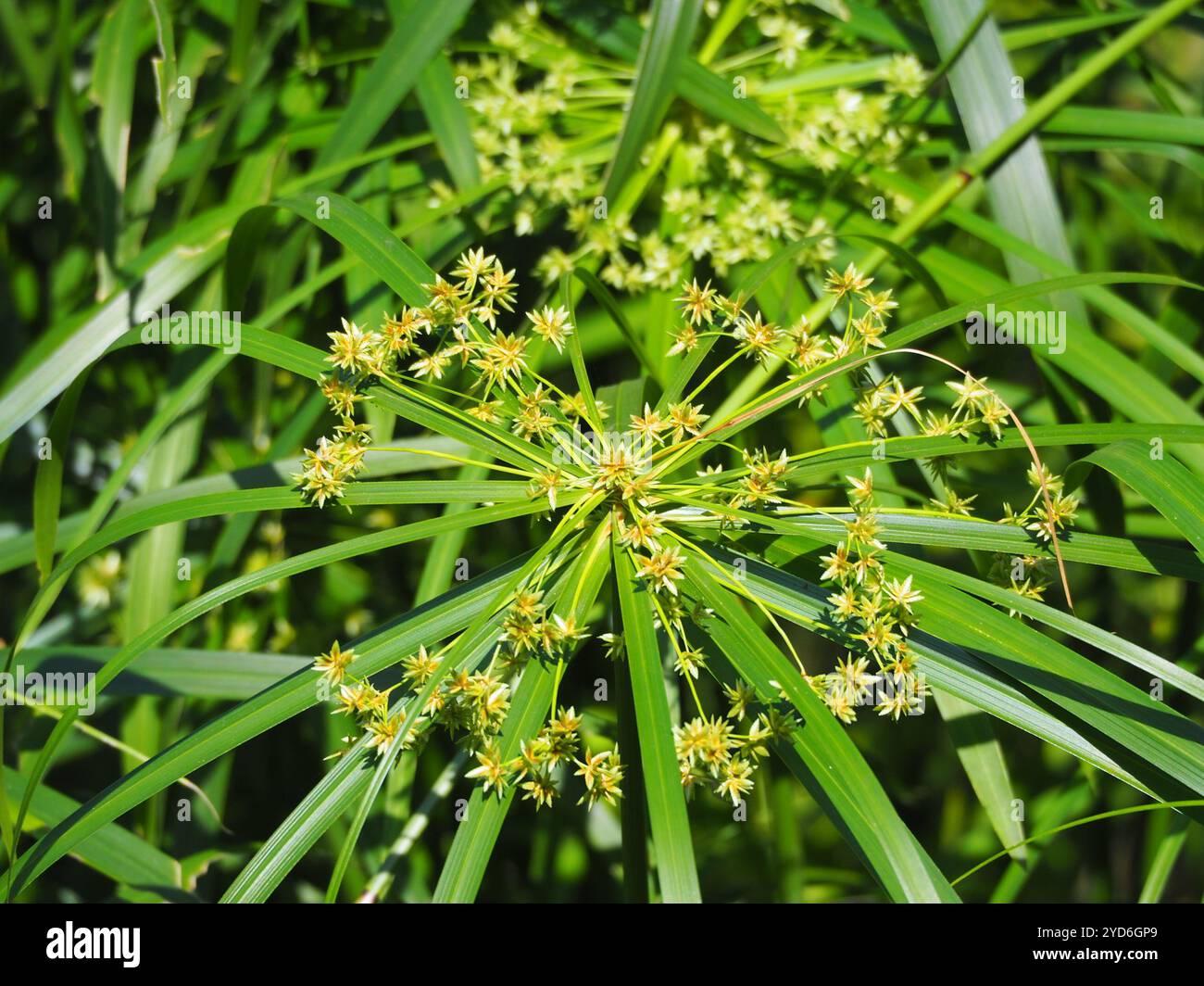 Umbrella papyrus (Cyperus alternifolius flabelliformis Stock Photo - Alamy