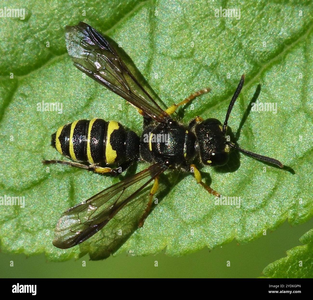 Typical Weevil Wasps and Allies (Cerceris Stock Photo - Alamy