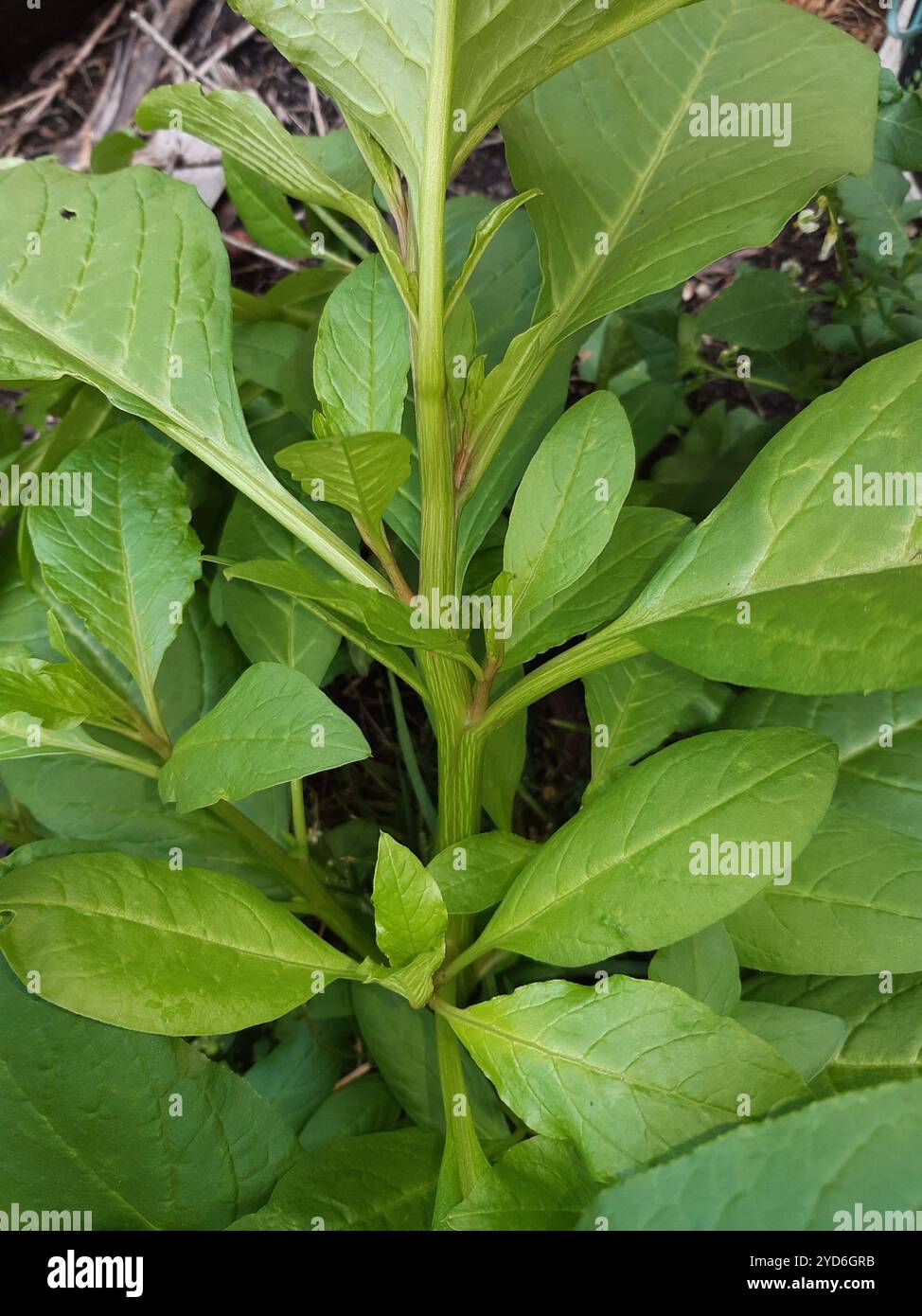 Inkweed hi-res stock photography and images - Alamy