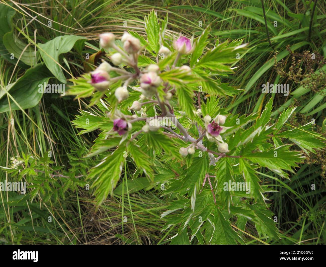 Ludwigii hi-res stock photography and images - Alamy