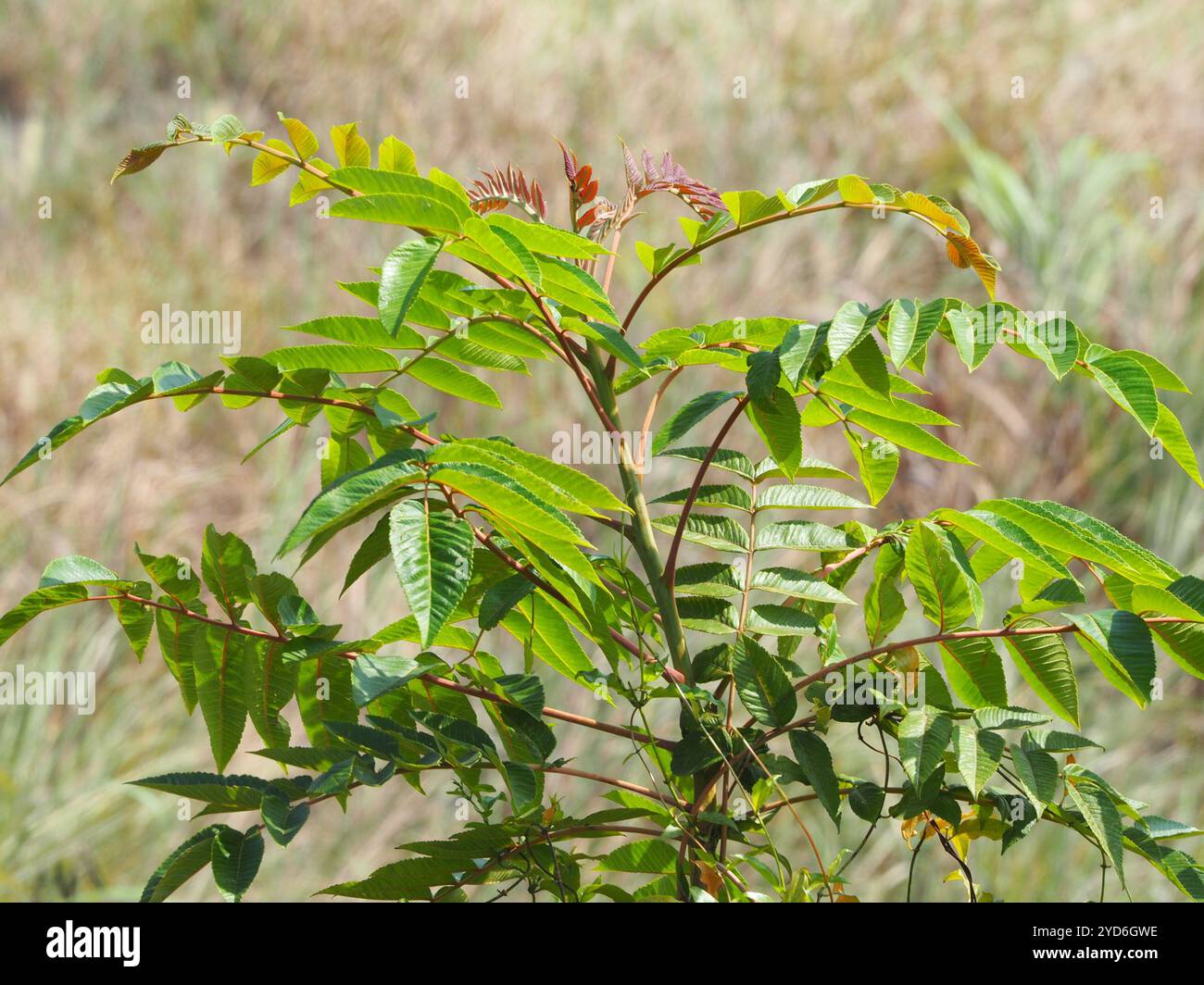 (Rhus chinensis roxburghii Stock Photo - Alamy