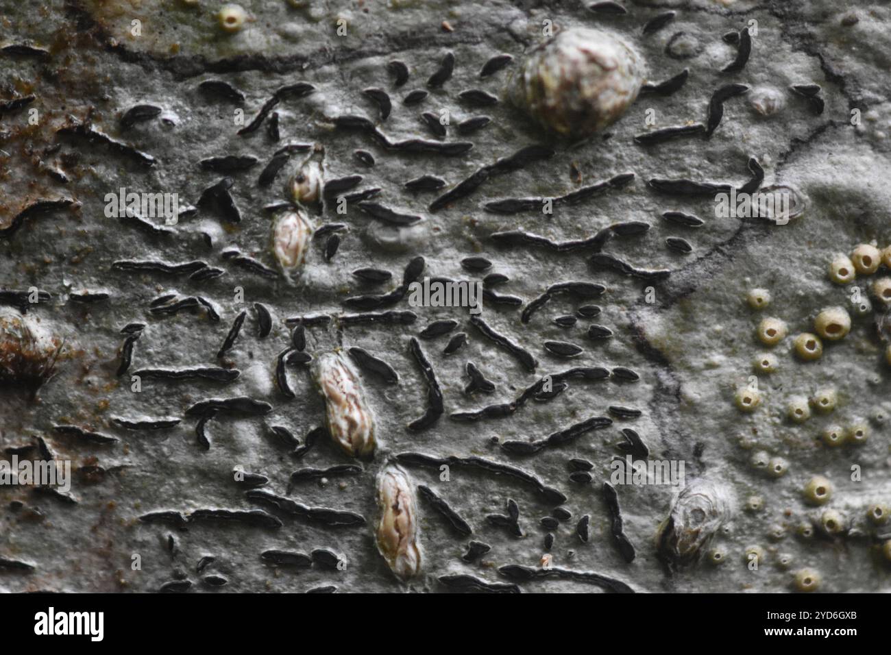 Common Script Lichen (Graphis scripta Stock Photo - Alamy