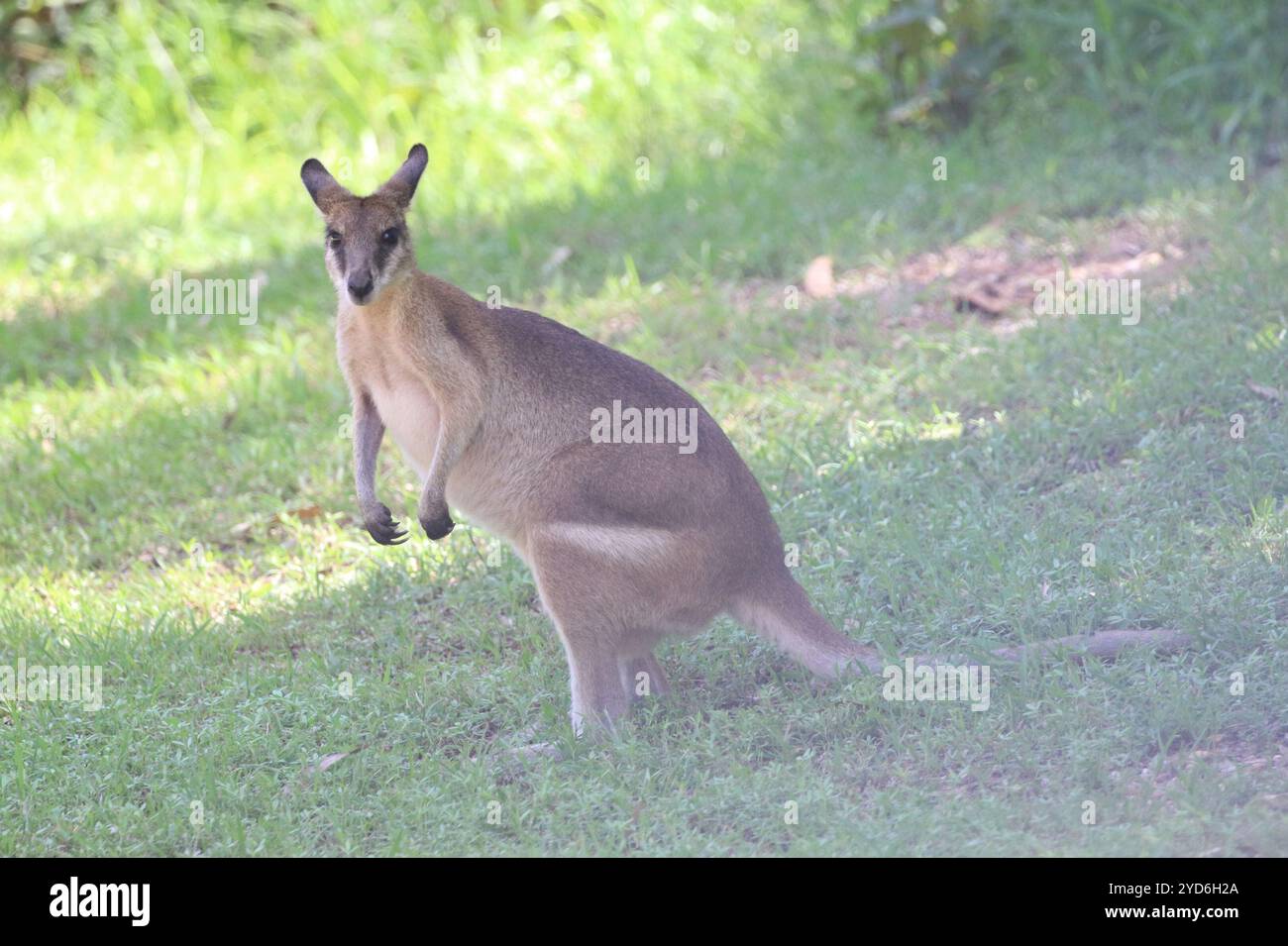 Agile Wallaby (Notamacropus agilis Stock Photo - Alamy