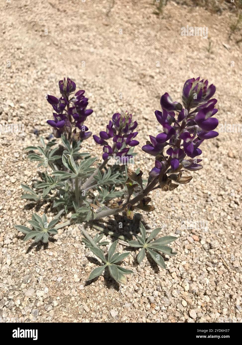 Hesperius hi-res stock photography and images - Alamy