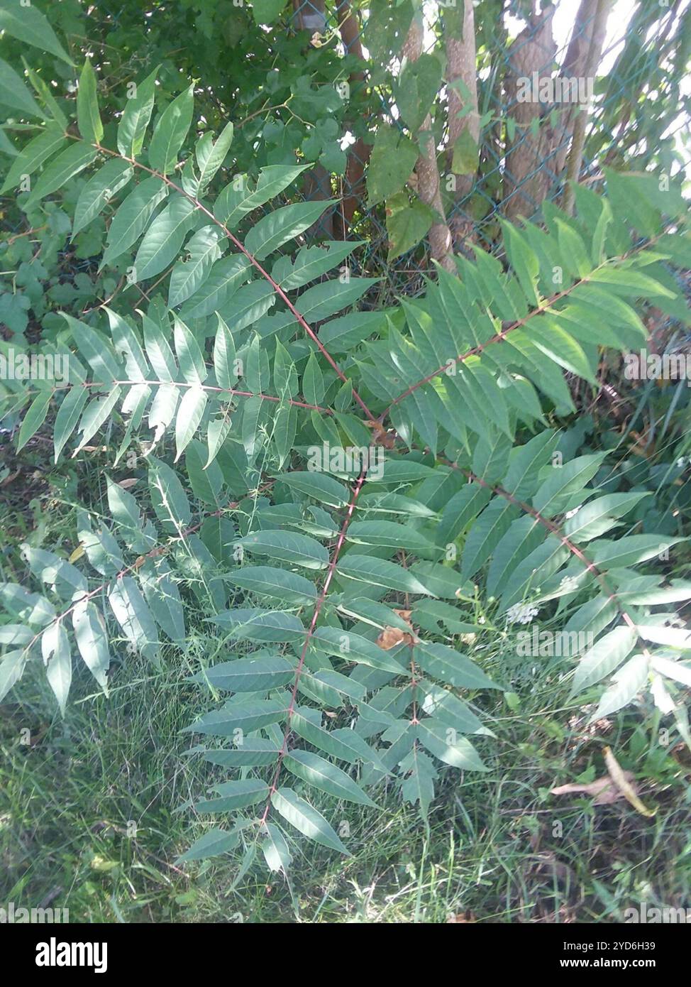 tree-of-heaven (Ailanthus altissima Stock Photo - Alamy