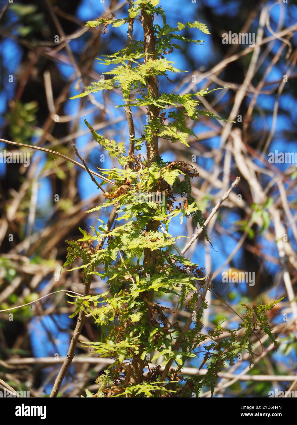 Japanese climbing fern (Lygodium japonicum Stock Photo - Alamy