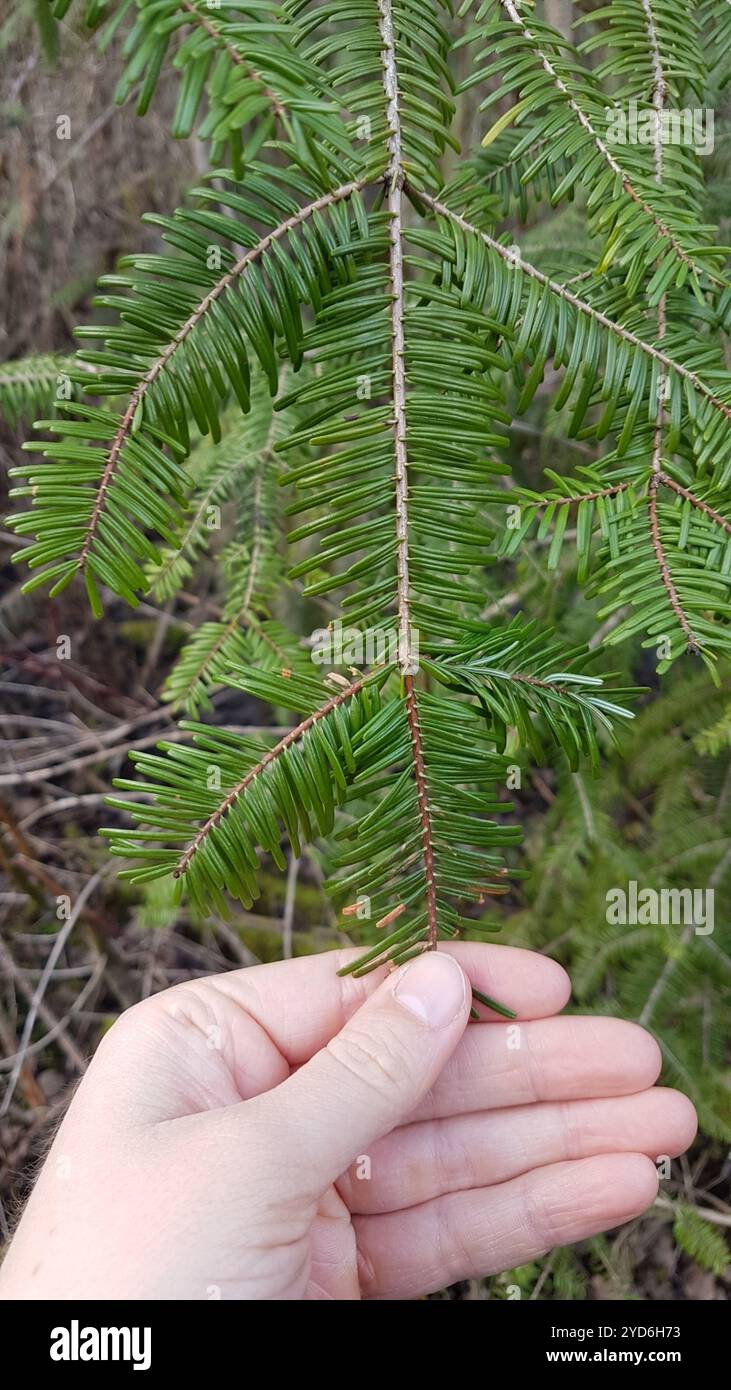 grand fir (Abies grandis Stock Photo - Alamy