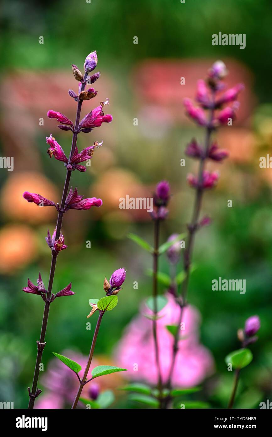 Dark pink salvia flowers hi-res stock photography and images - Alamy