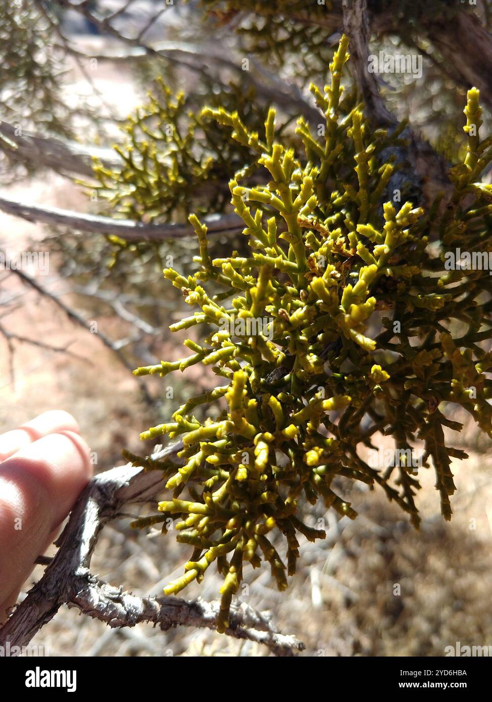 Juniper Mistletoe (Phoradendron juniperinum Stock Photo - Alamy