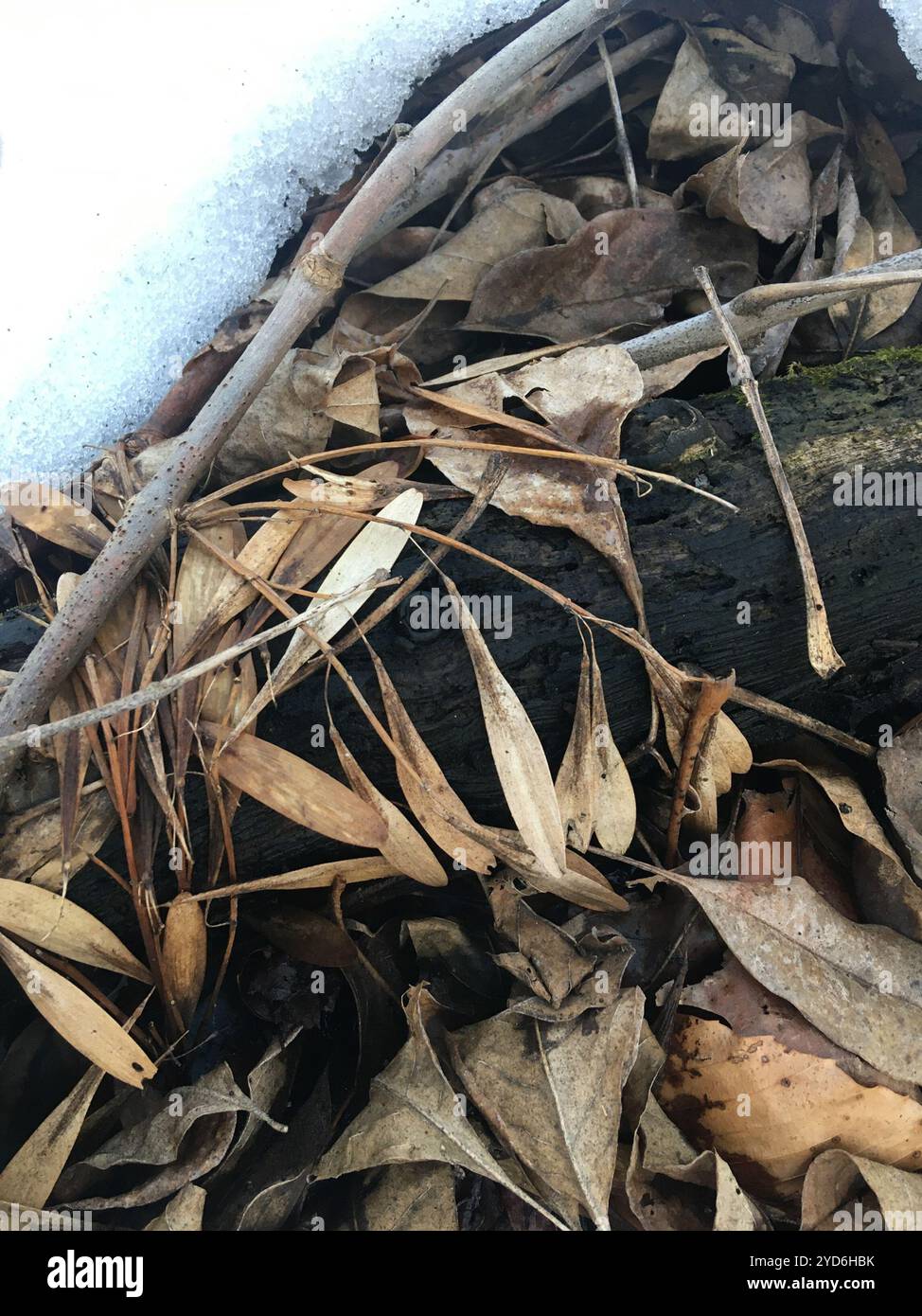 pumpkin ash (Fraxinus profunda Stock Photo - Alamy