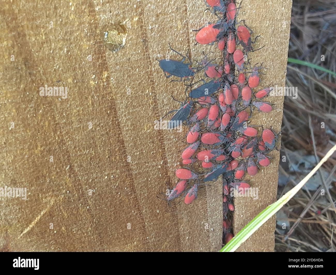 Red-shouldered Bug (Jadera haematoloma Stock Photo - Alamy