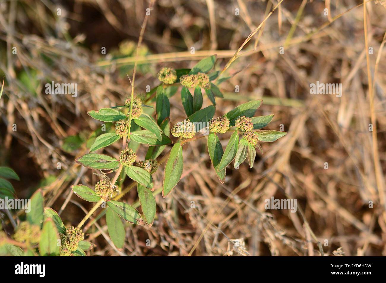 Asthma plant (Euphorbia hirta Stock Photo - Alamy