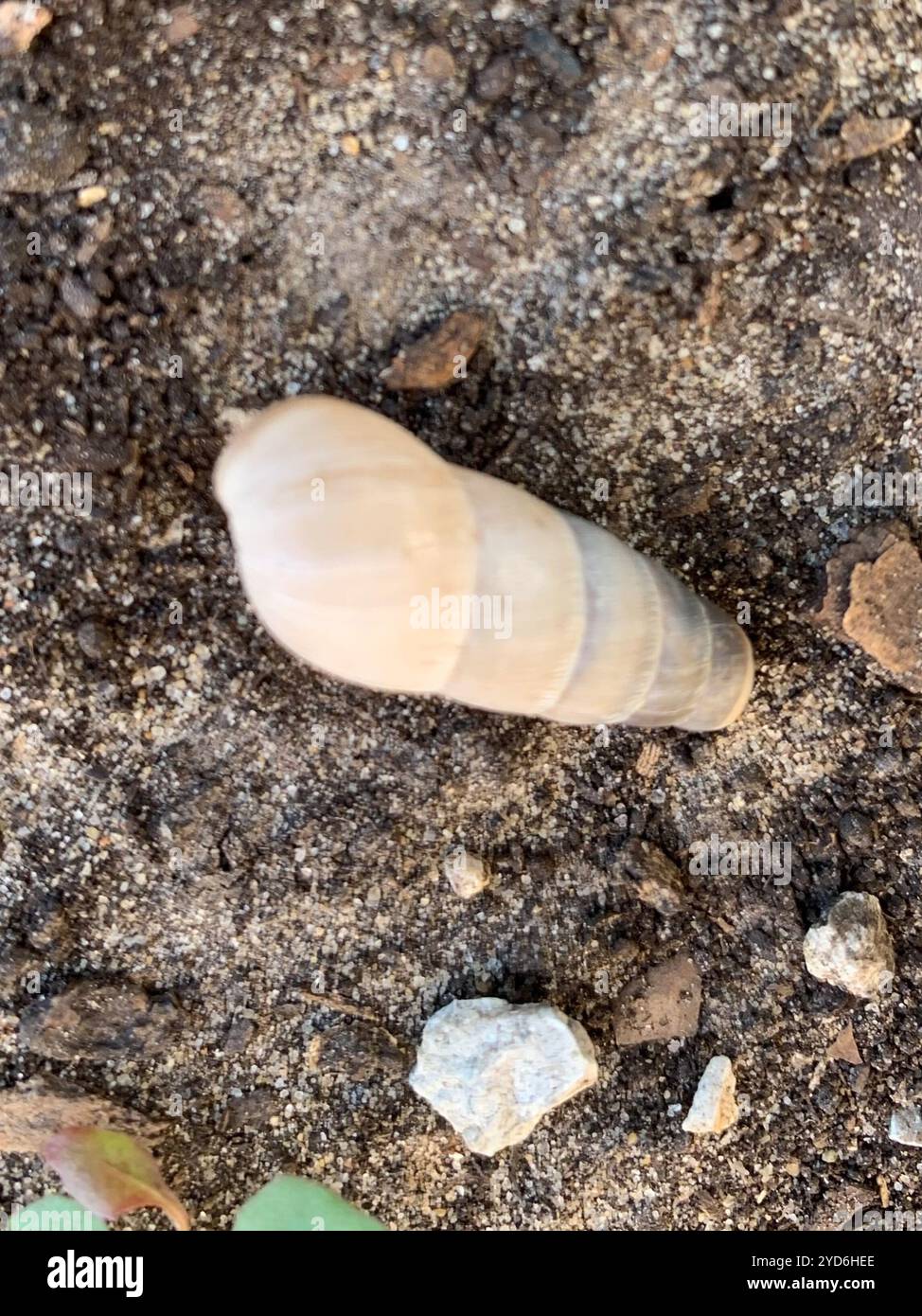 Decollate Snail (Rumina decollata Stock Photo - Alamy