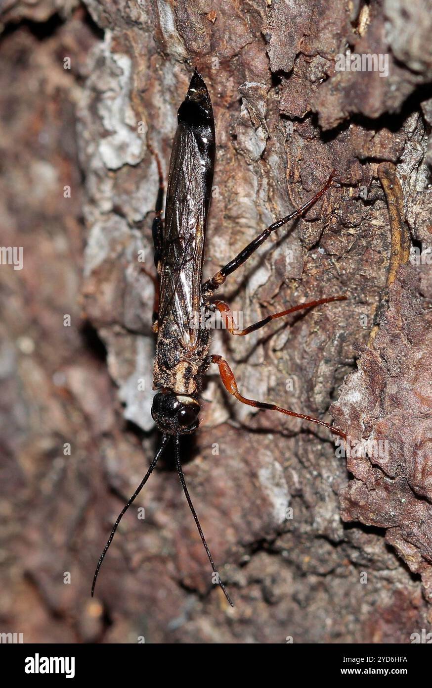 Xeris spectrum hi-res stock photography and images - Alamy