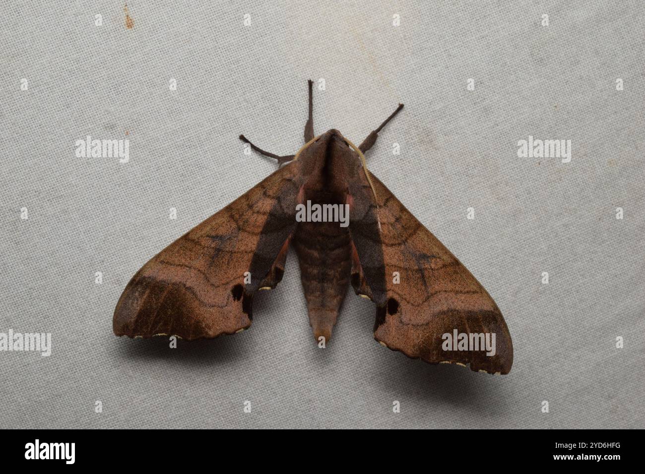 Marumba hi-res stock photography and images - Alamy