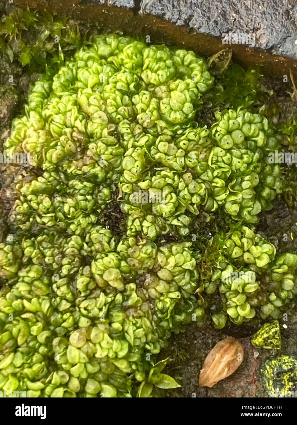 Texas Balloonwort (Sphaerocarpos texanus Stock Photo - Alamy