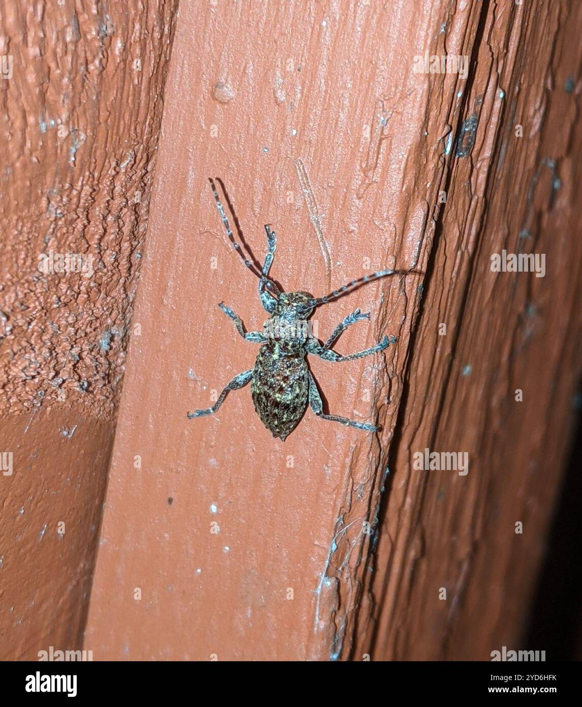 Thorn-tailed Longhorn Beetle (Plectrura spinicauda Stock Photo - Alamy