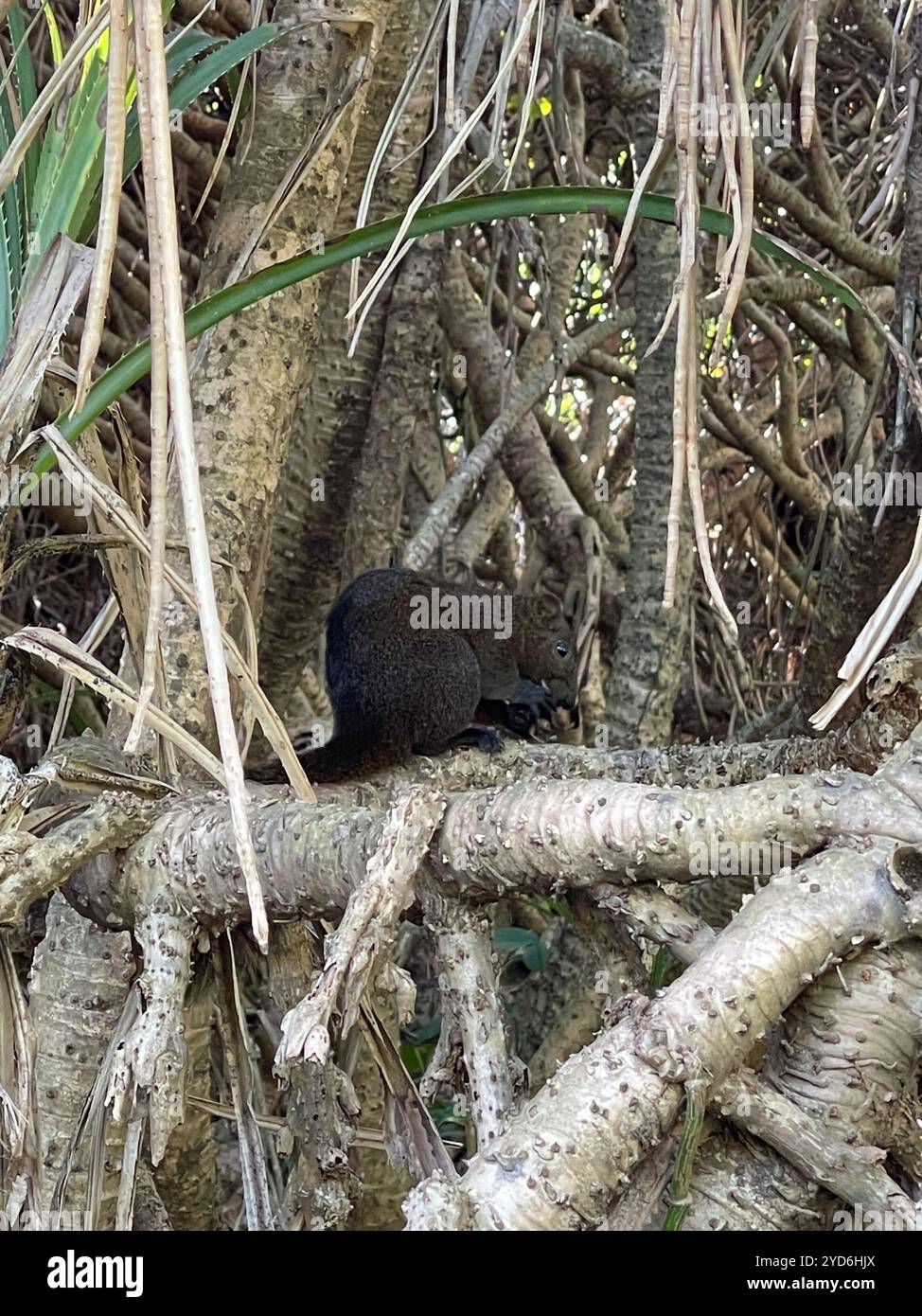 Pallas' Squirrel (Callosciurus erythraeus Stock Photo - Alamy