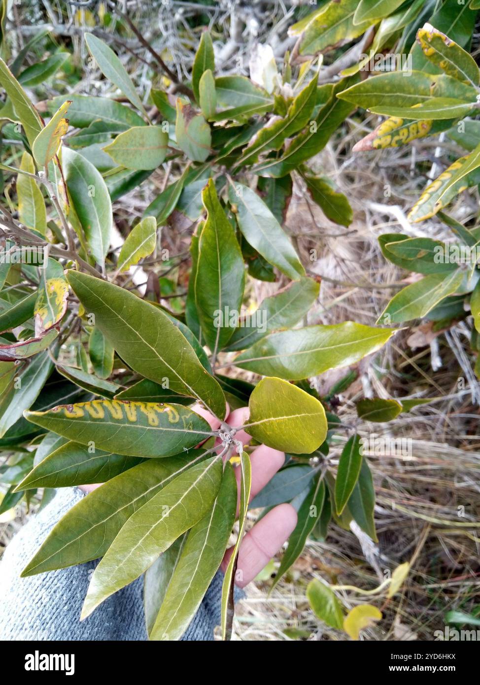 Swamp Bay (Persea palustris Stock Photo - Alamy