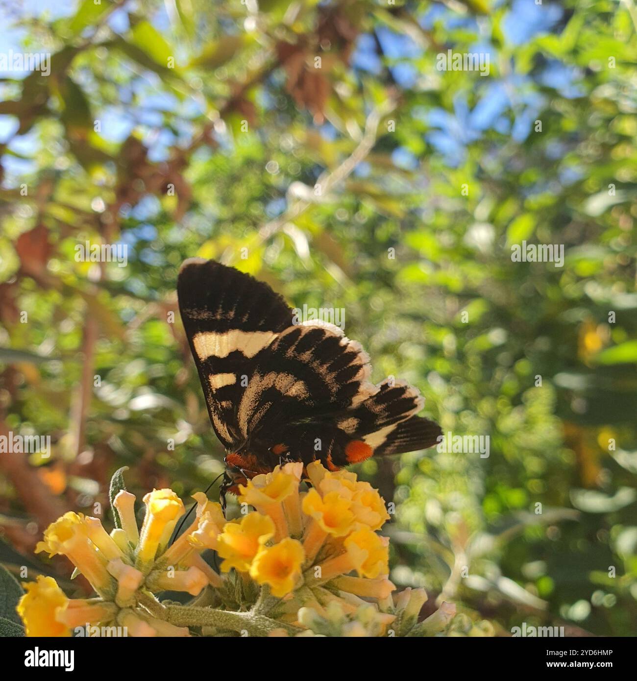 Australian Grapevine Moth (Phalaenoides glycinae Stock Photo - Alamy
