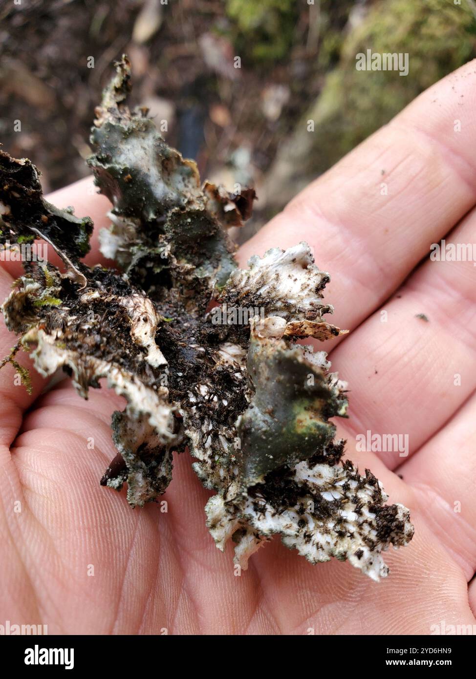tree pelt lichen (Peltigera collina Stock Photo - Alamy