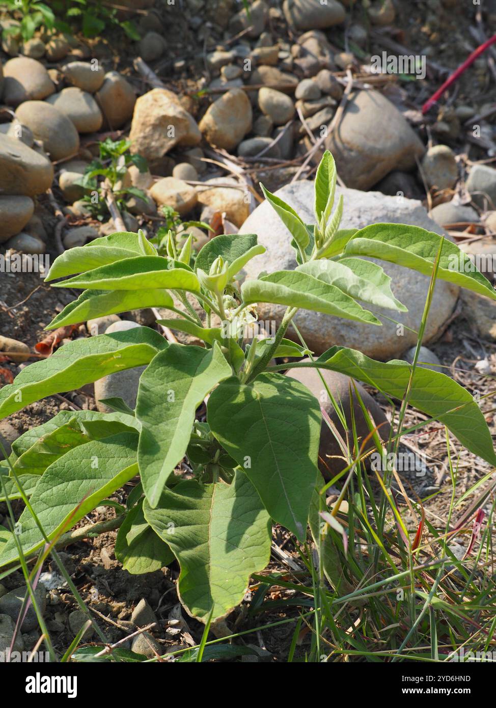 potato tree (Solanum erianthum Stock Photo - Alamy