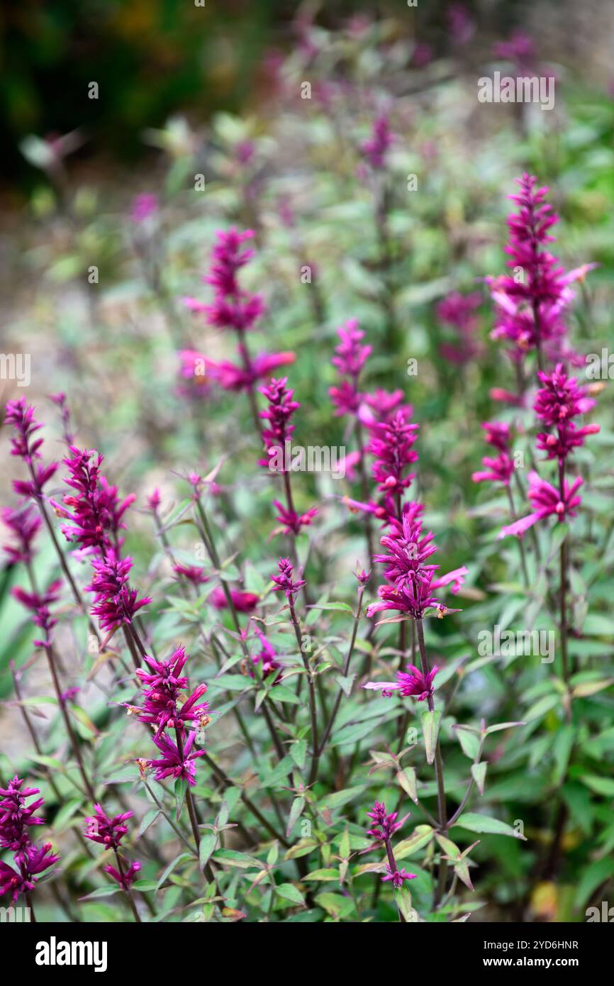 Agastache mexicana sangria hi-res stock photography and images - Alamy