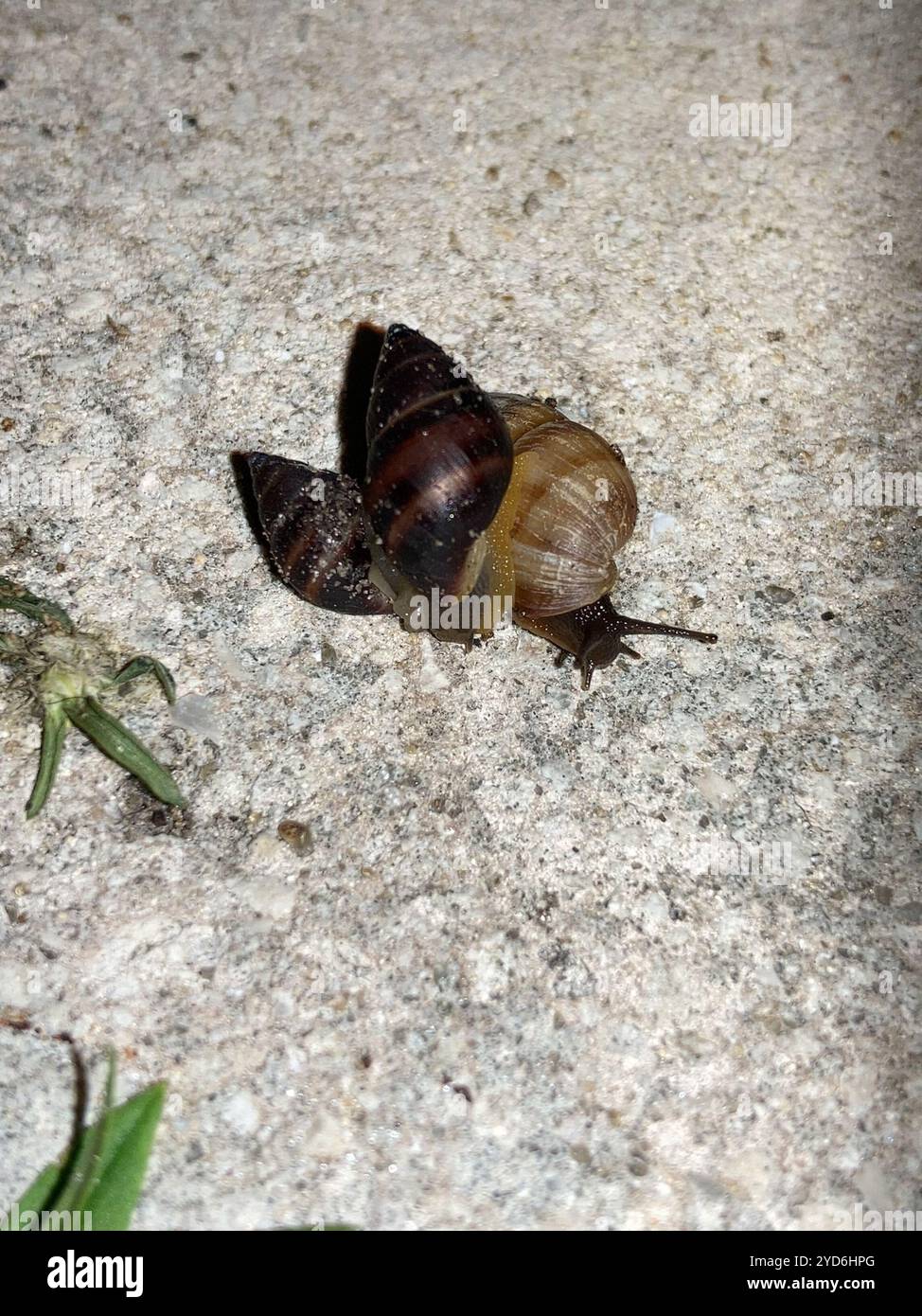 West Indian Bulimulus (Bulimulus guadalupensis Stock Photo - Alamy