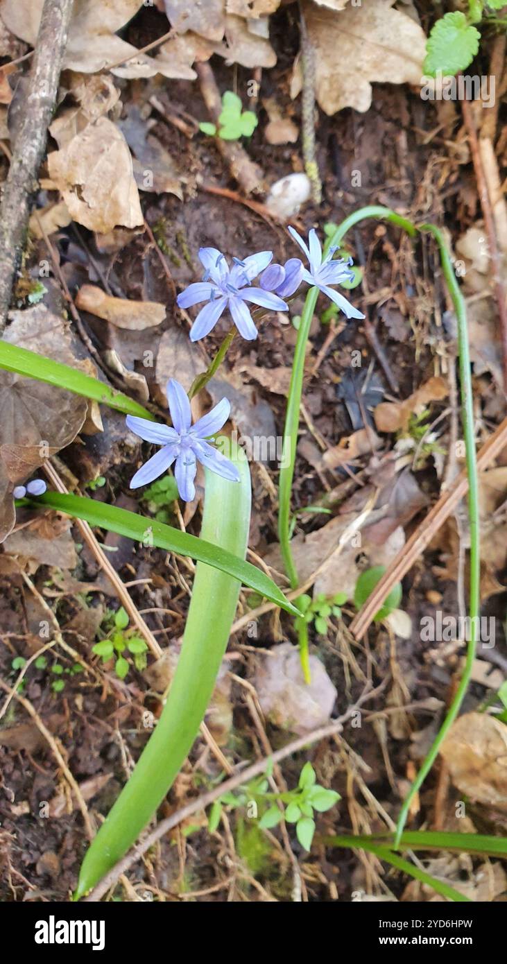 Alpine Squill (Scilla bifolia Stock Photo - Alamy