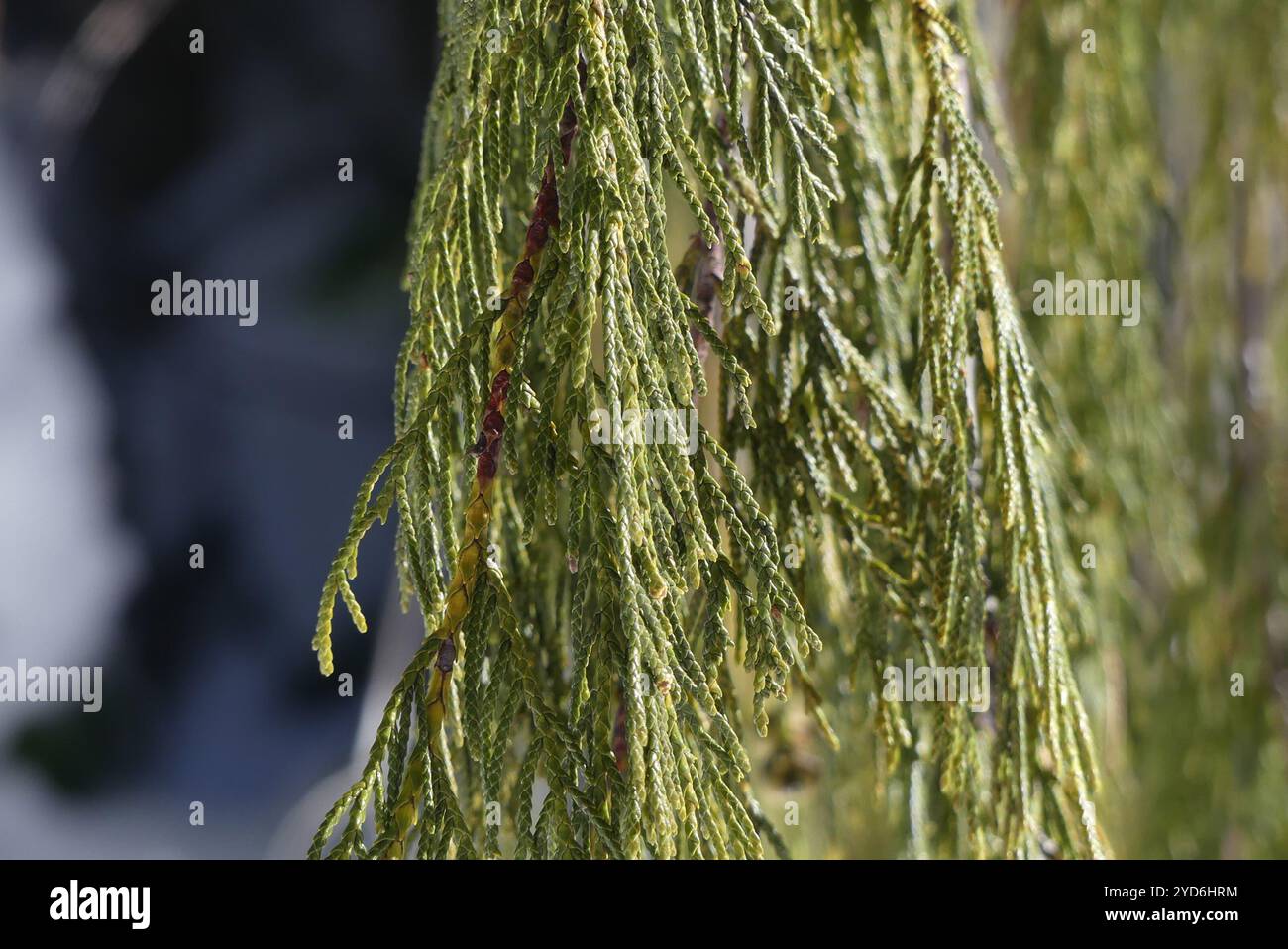 Alaska yellow cedar (Callitropsis nootkatensis Stock Photo - Alamy