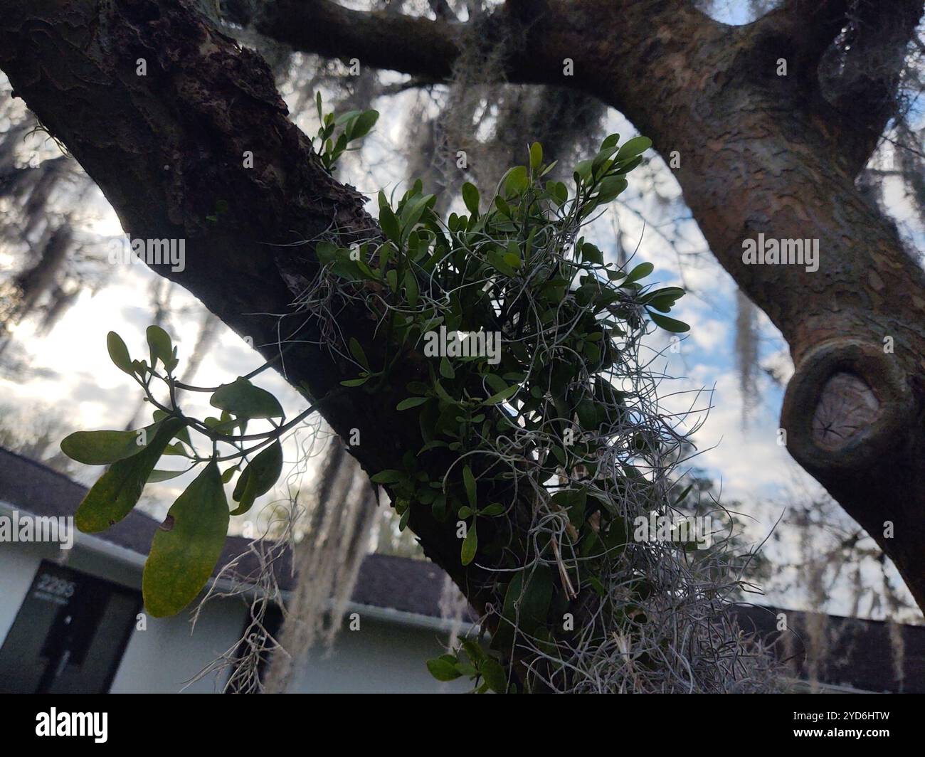 American Mistletoe (Phoradendron leucarpum Stock Photo - Alamy