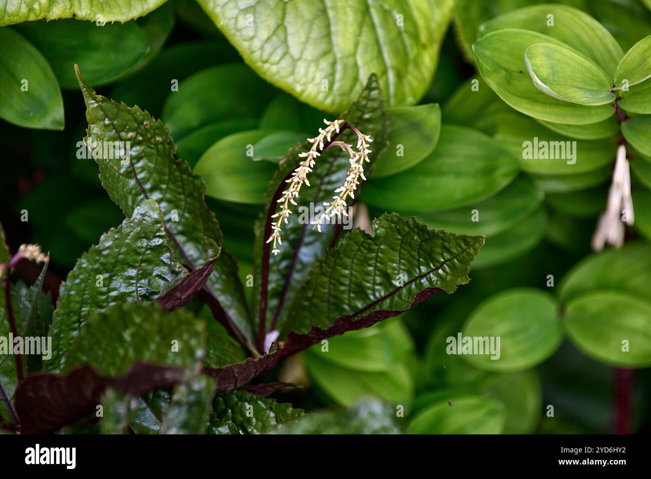 Chloranthus sessilifolius domino hi-res stock photography and images ...