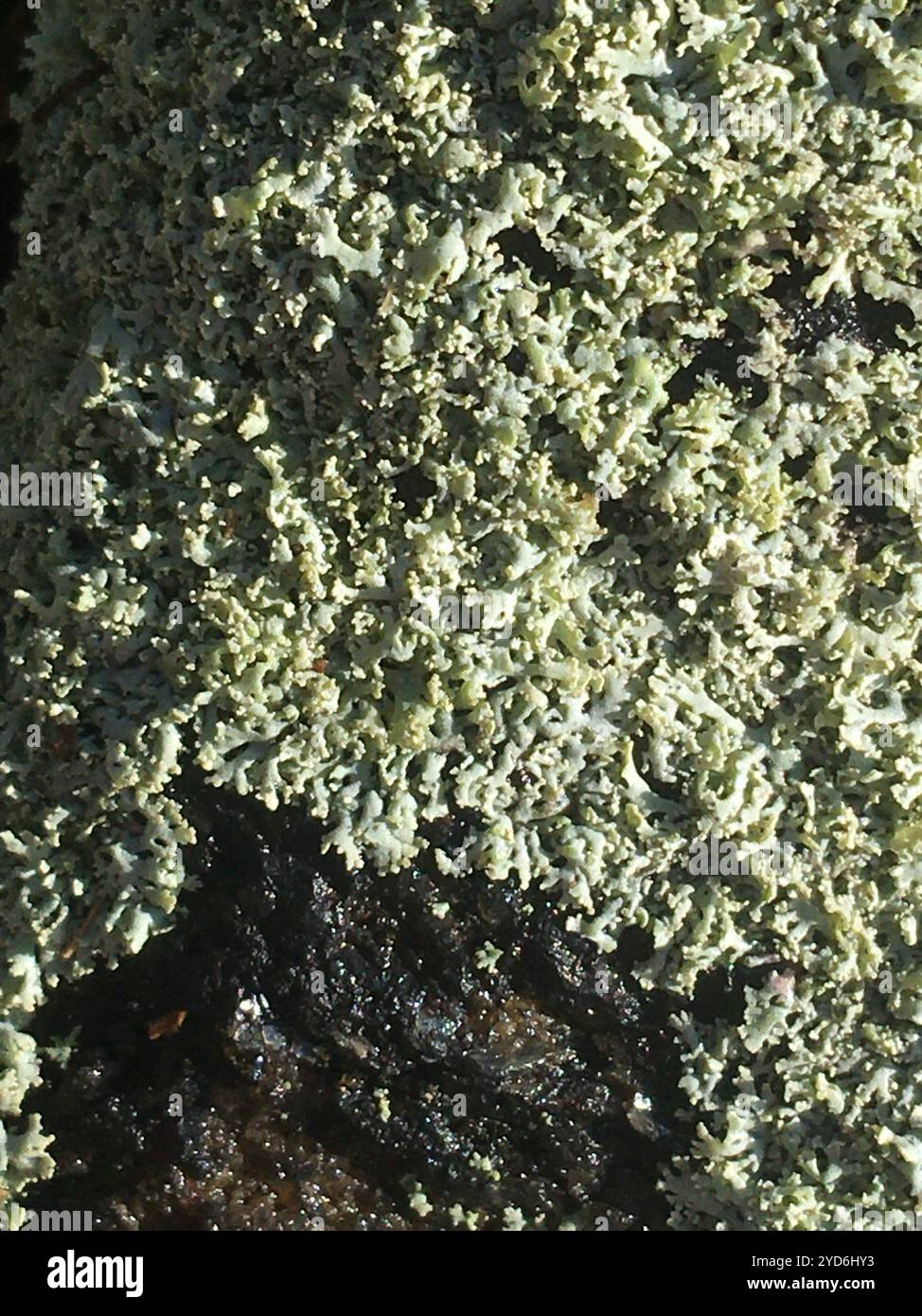 common lichens (Lecanoromycetes Stock Photo - Alamy