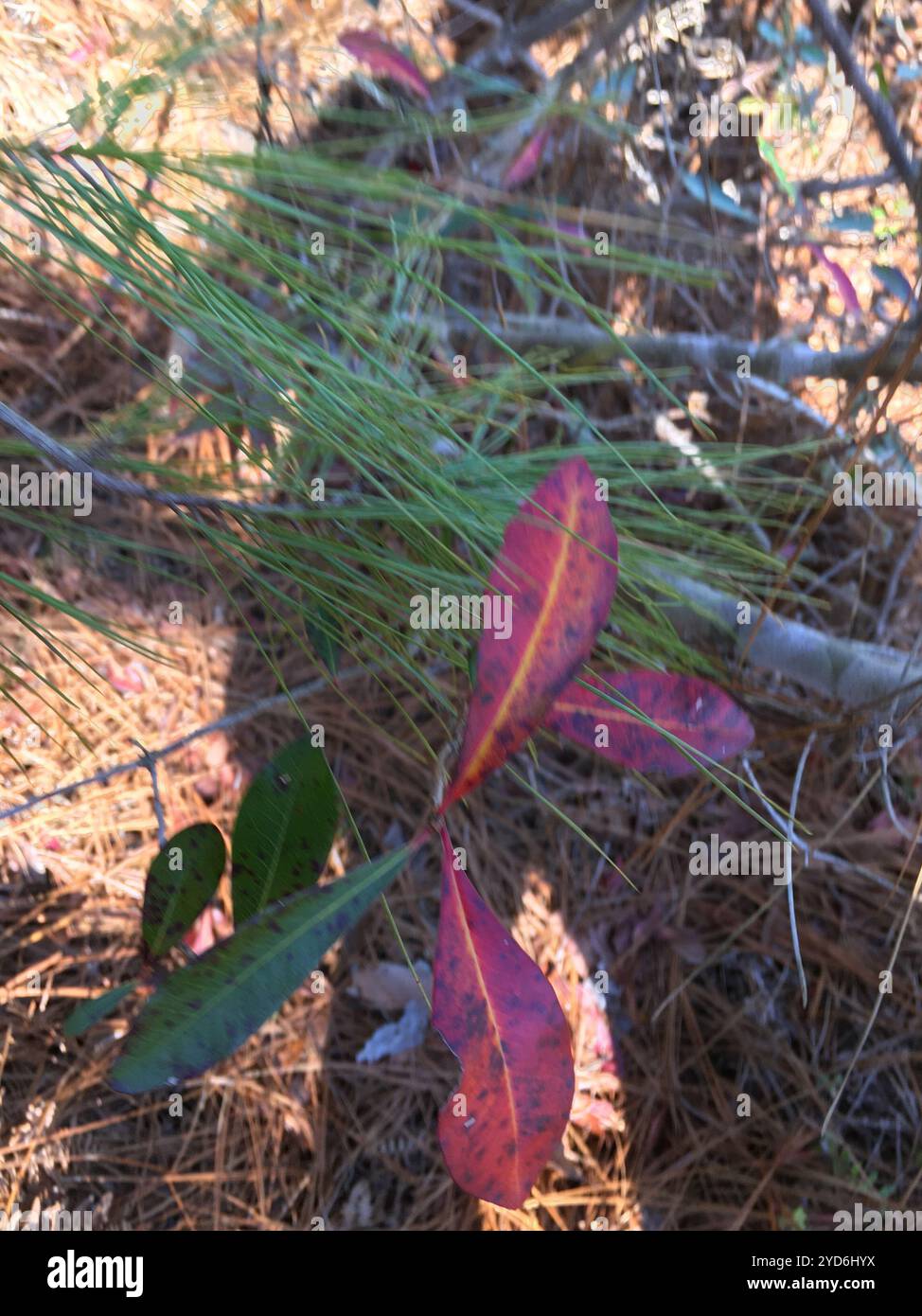 Swamp titi (Cyrilla racemiflora Stock Photo - Alamy