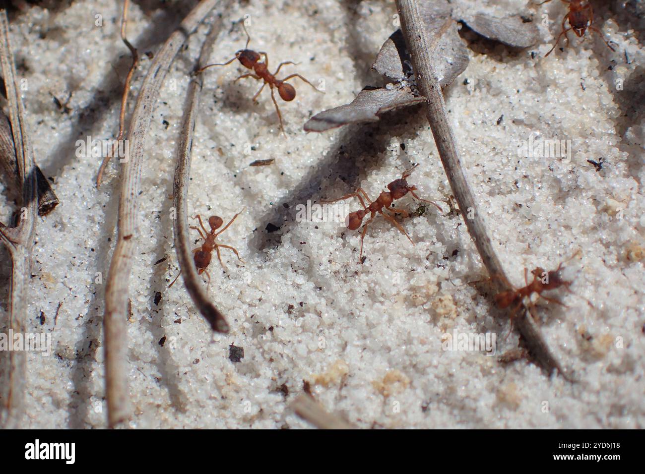 Northern Fungus-farming Ant (Trachymyrmex septentrionalis Stock Photo ...