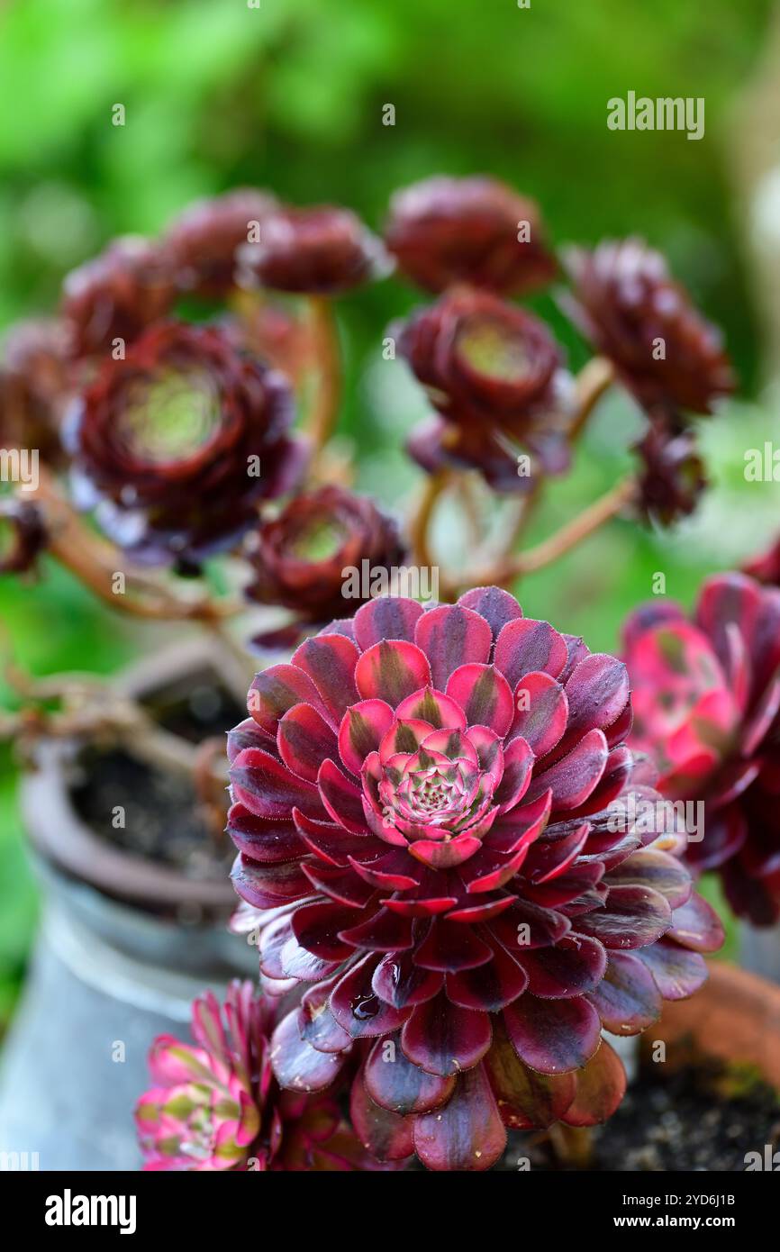 aeonium garnet,aeoniums,variegated aeonium,variegated succulent ...