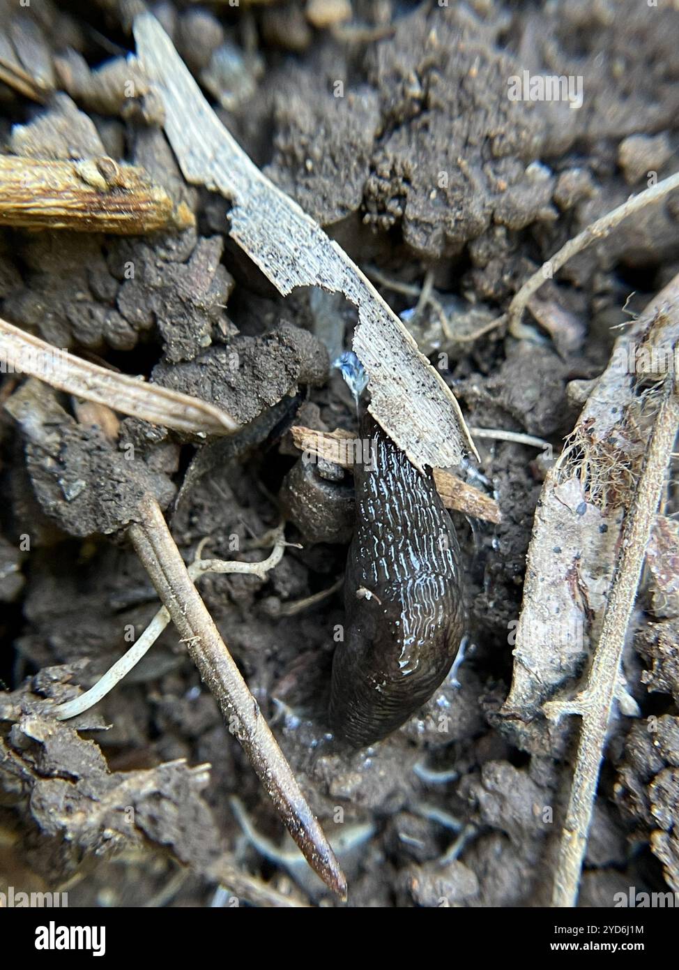 Smooth Land Slugs (Deroceras Stock Photo - Alamy