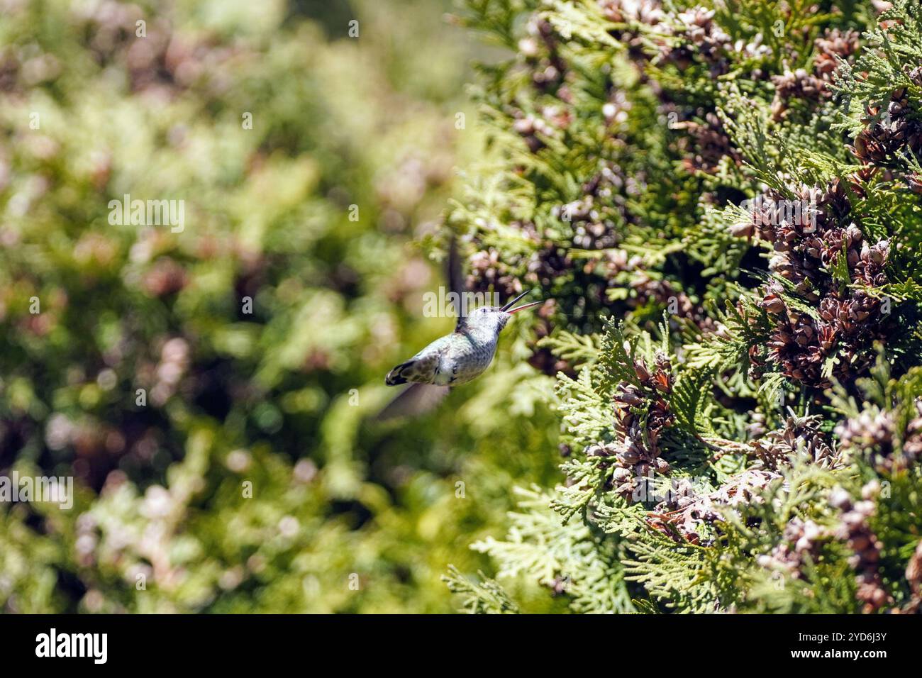 Anna's Hummingbird (Calypte anna Stock Photo - Alamy