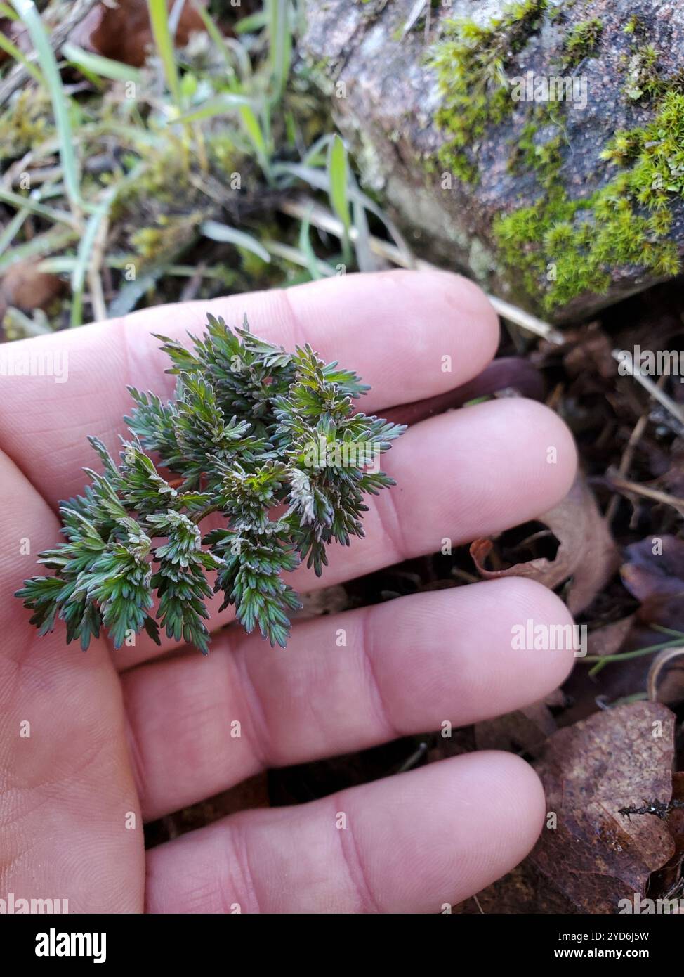 Fernleaf biscuitroot hi-res stock photography and images - Alamy