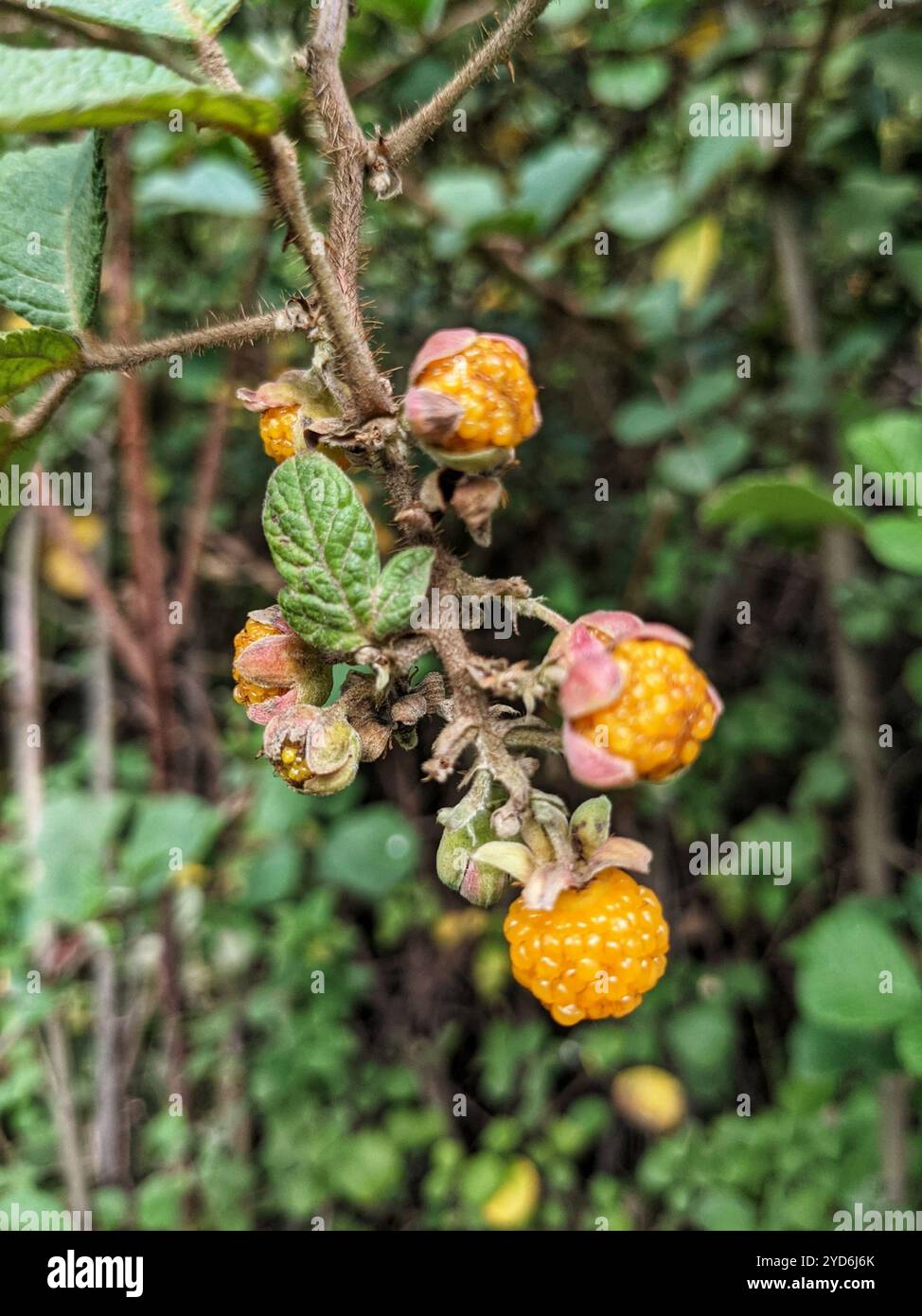 Yellow Himalayan Raspberry (Rubus ellipticus Stock Photo - Alamy
